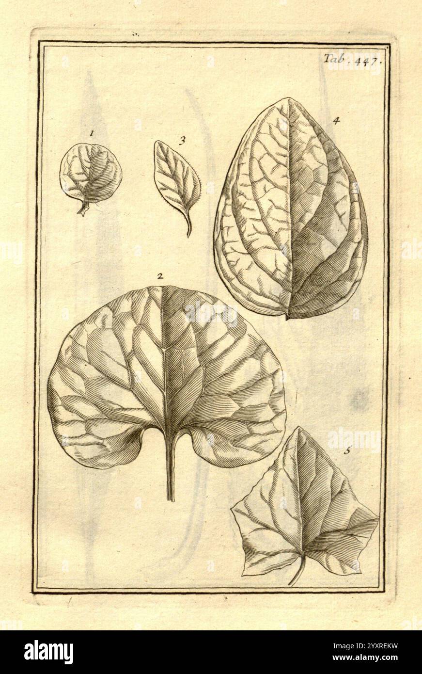 Understanding plant anatomy hi-res stock photography and images - Alamy