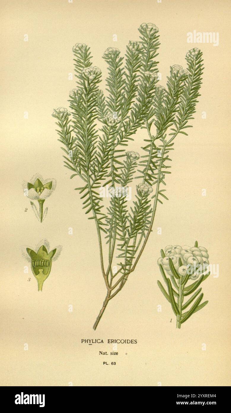 Plant phylica ericoides hi-res stock photography and images - Alamy