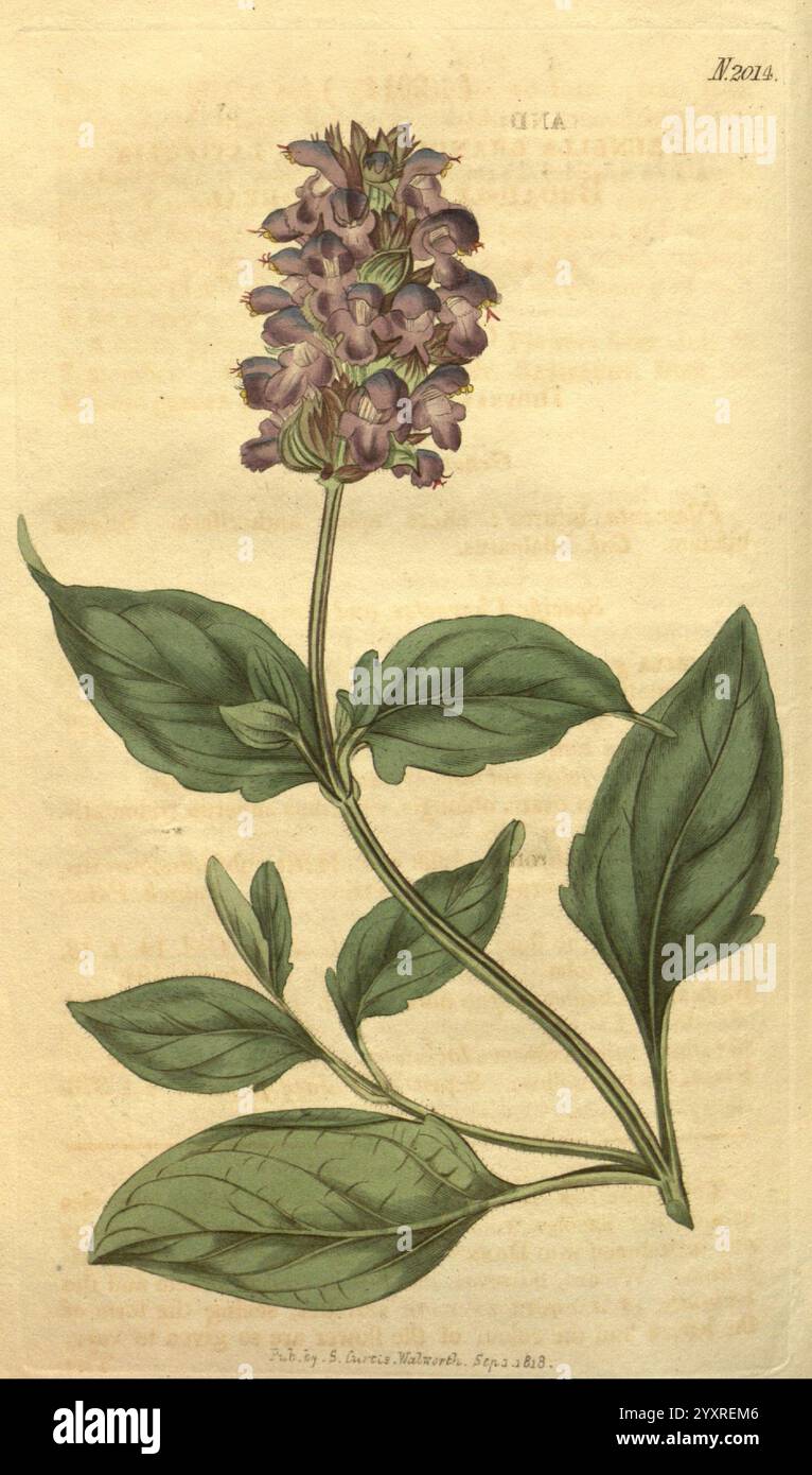 Curtis's Botanical Magazine, London, New York, botanical illustration ...