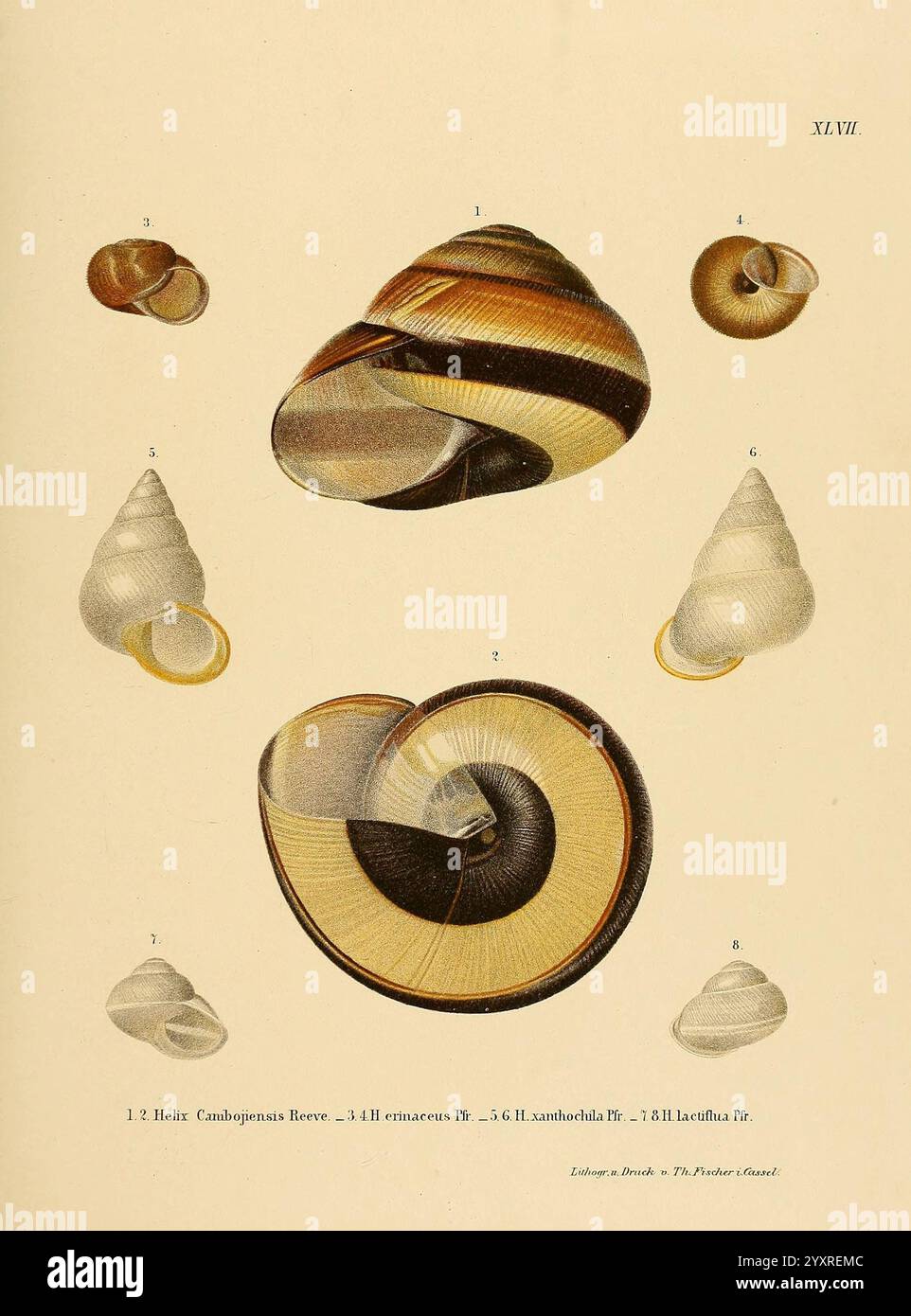 Bottom right highlights intricate features hi-res stock photography and ...