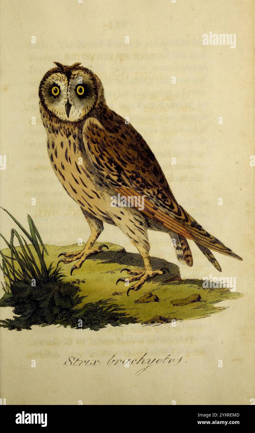 Strix brachyotus hi-res stock photography and images - Alamy