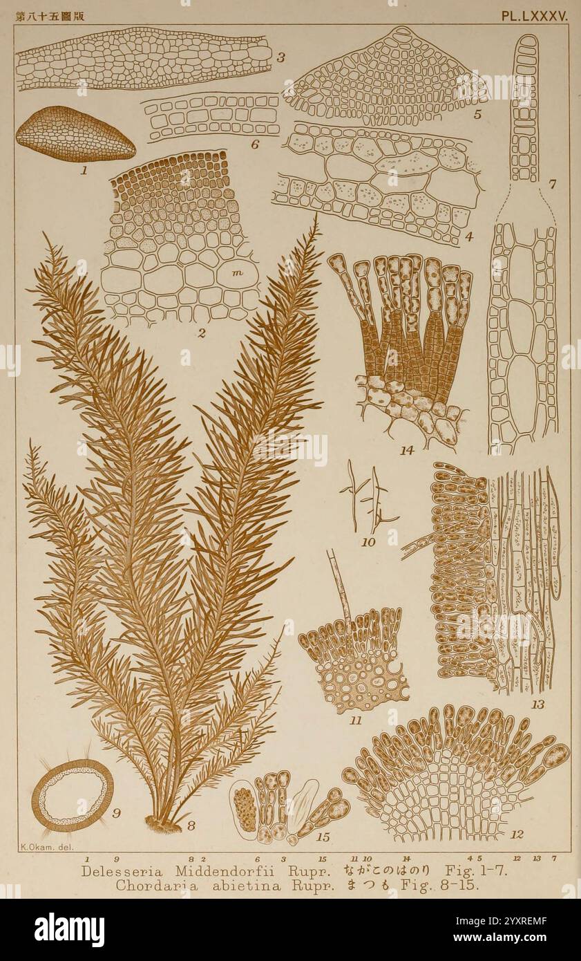 Chondria abertini hi-res stock photography and images - Alamy