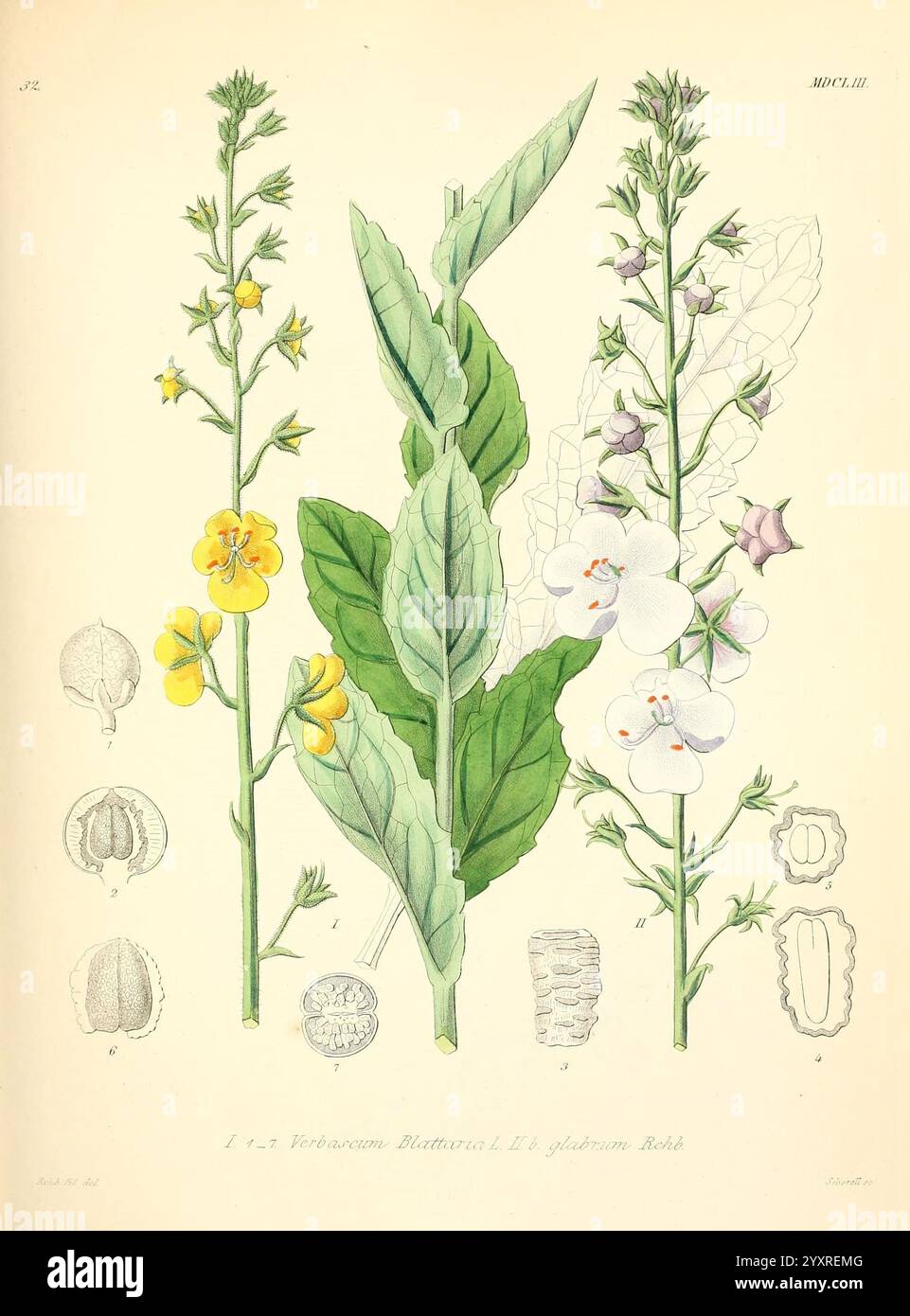 Illustration features two distinct botanical specimens labeled hi-res ...
