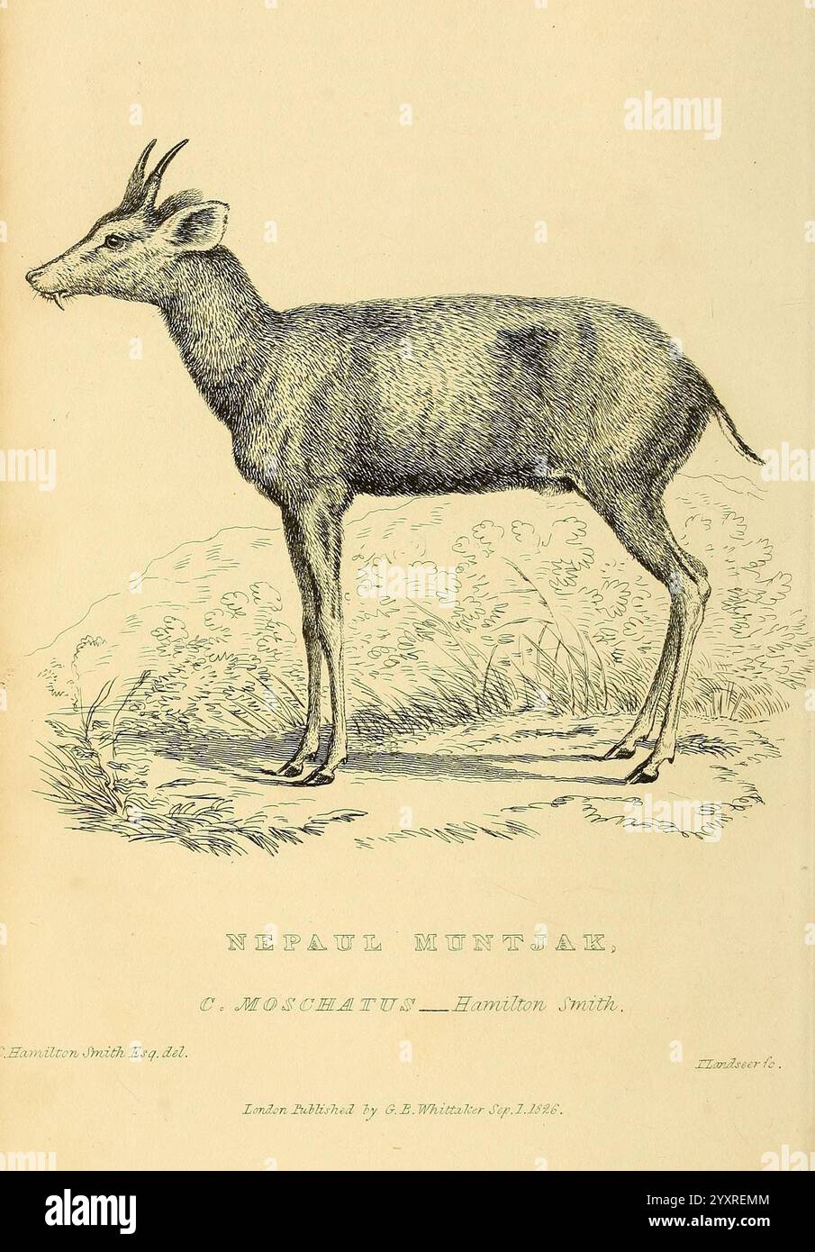 Featuring prominent horns hi-res stock photography and images - Alamy