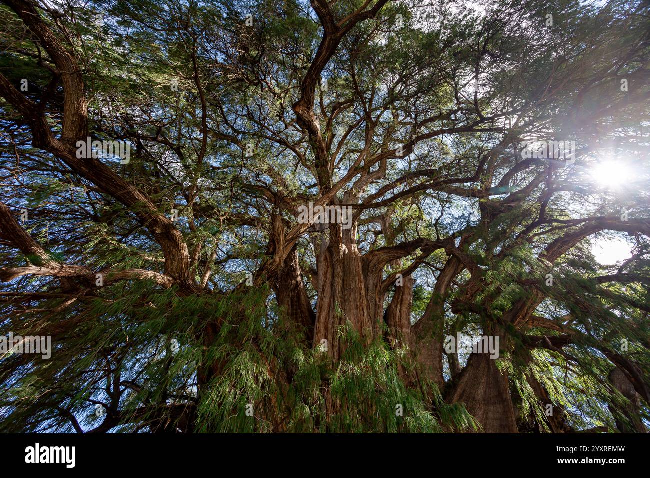 Tule tree, or árbol del tule, at Santa María del Tule, Oaxaca, Mexico ...