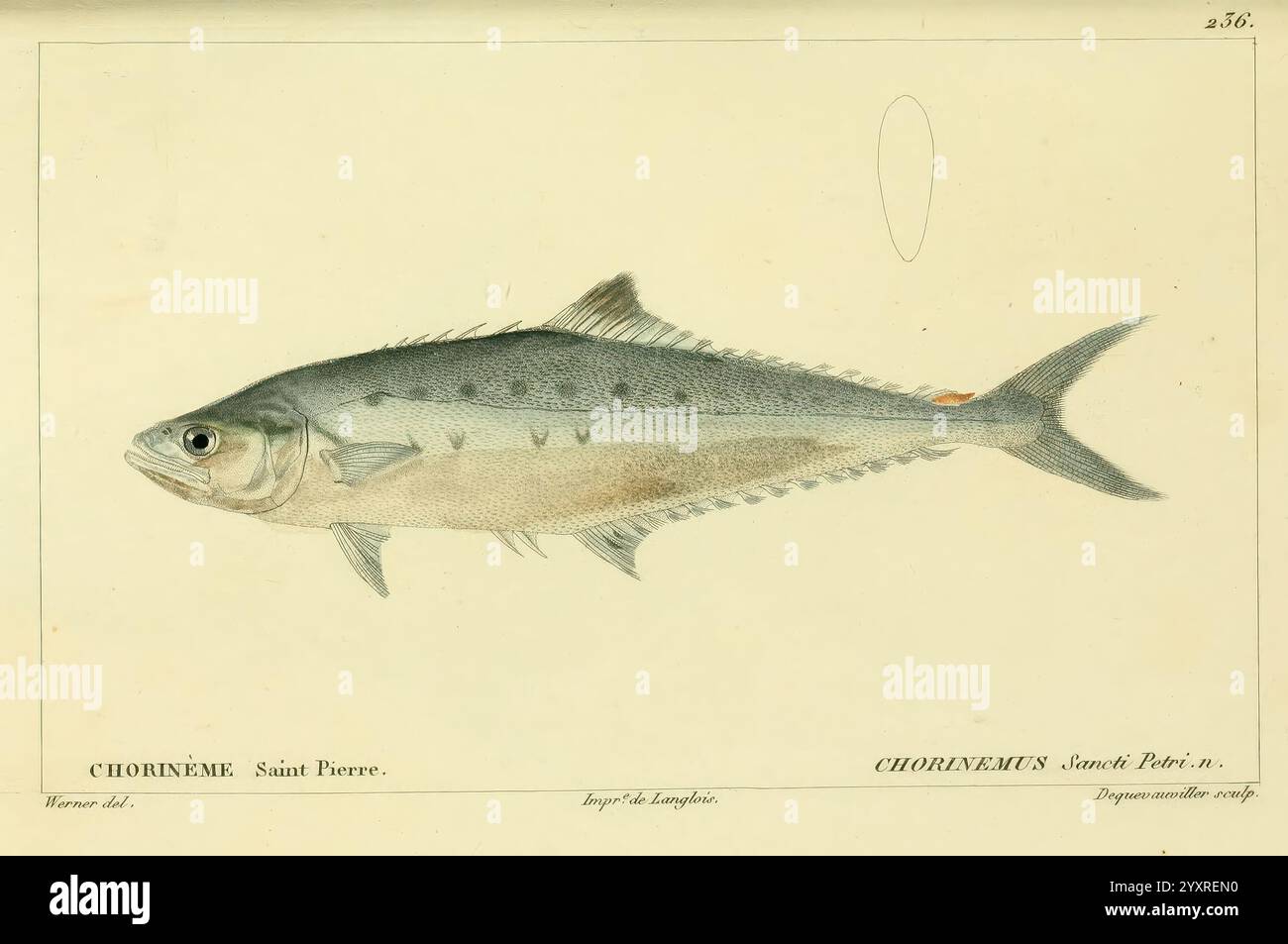 Chorinemus sanctapetri scomberoides lysan double spotted queenfi hi-res ...
