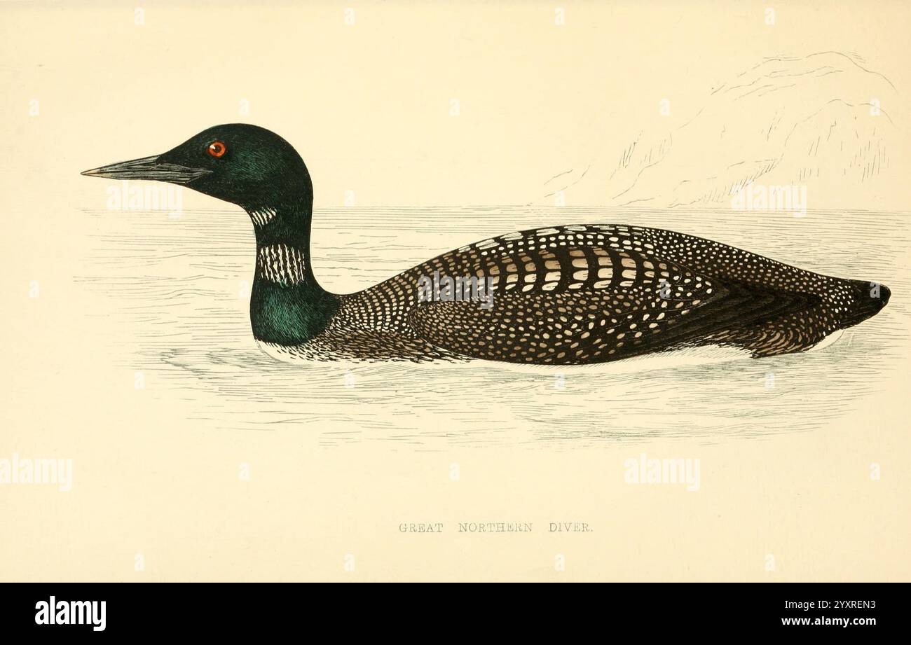 A history of British birds London Groombridge and Sons 1863-1866? Great ...