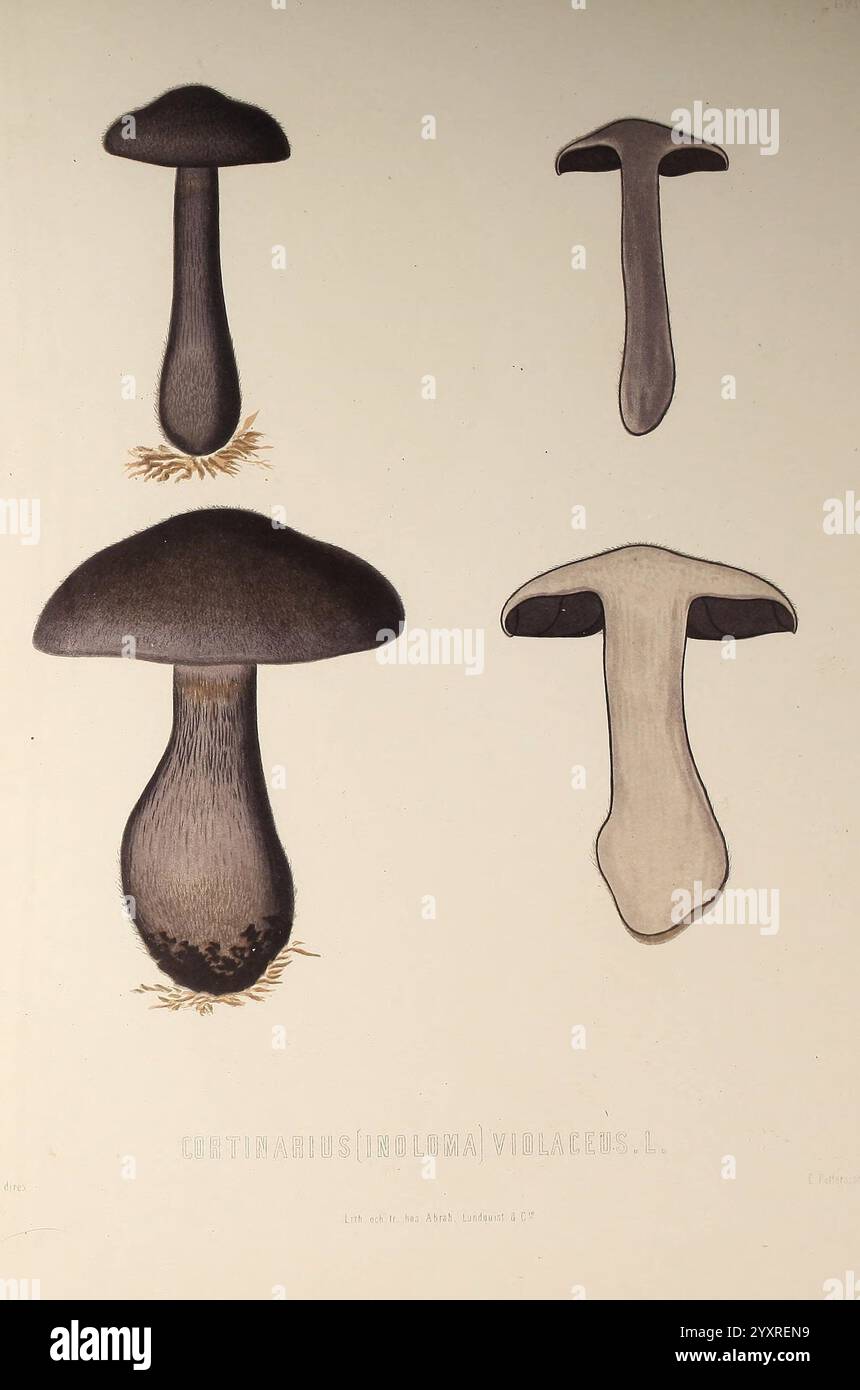 Sveriges ätliga och giftiga svampar tecknade efter naturen under ...