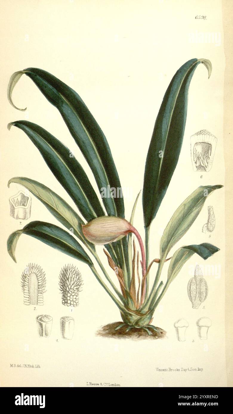 Curtis's Botanical Magazine, London, New York, Botanical Illustration ...