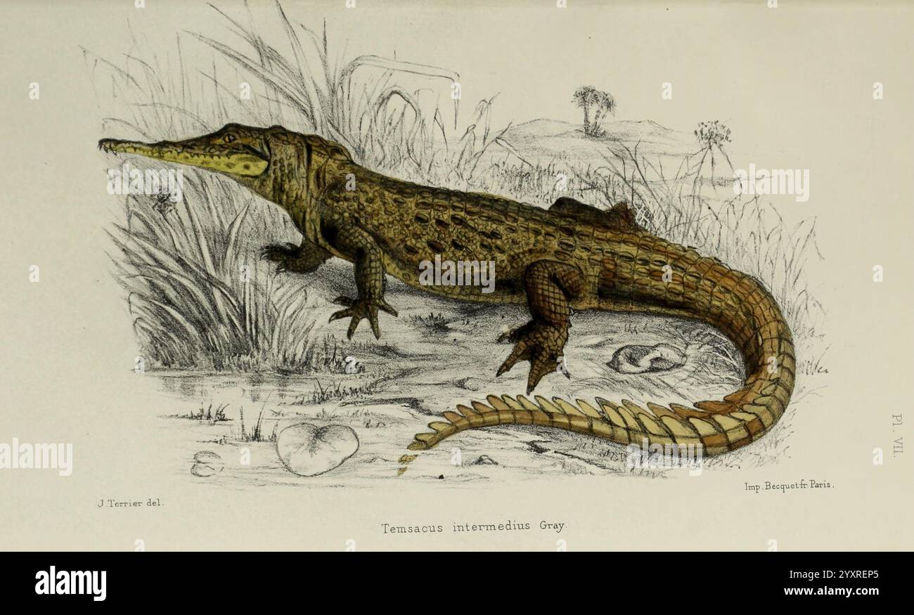Prehistoric crocodyliform hi-res stock photography and images - Alamy
