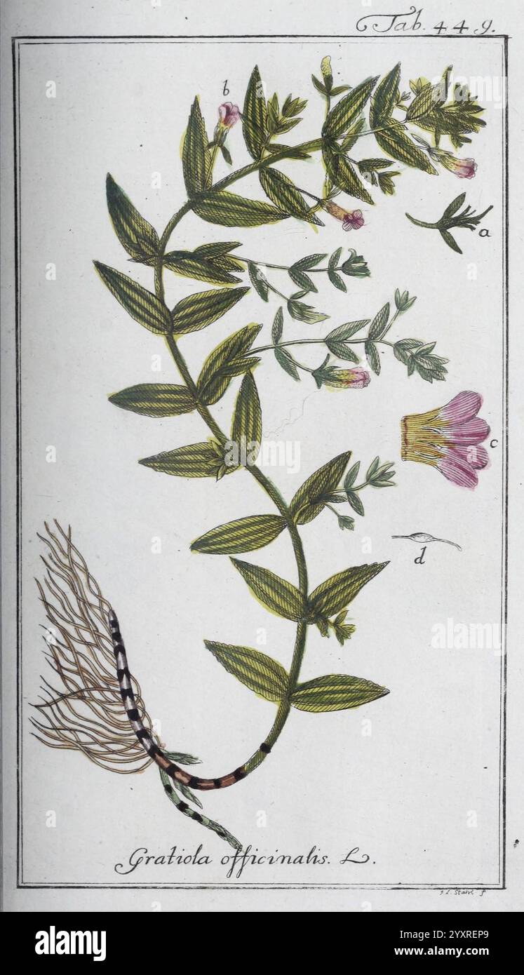 Medicinal herbs characteristics hi-res stock photography and images - Alamy