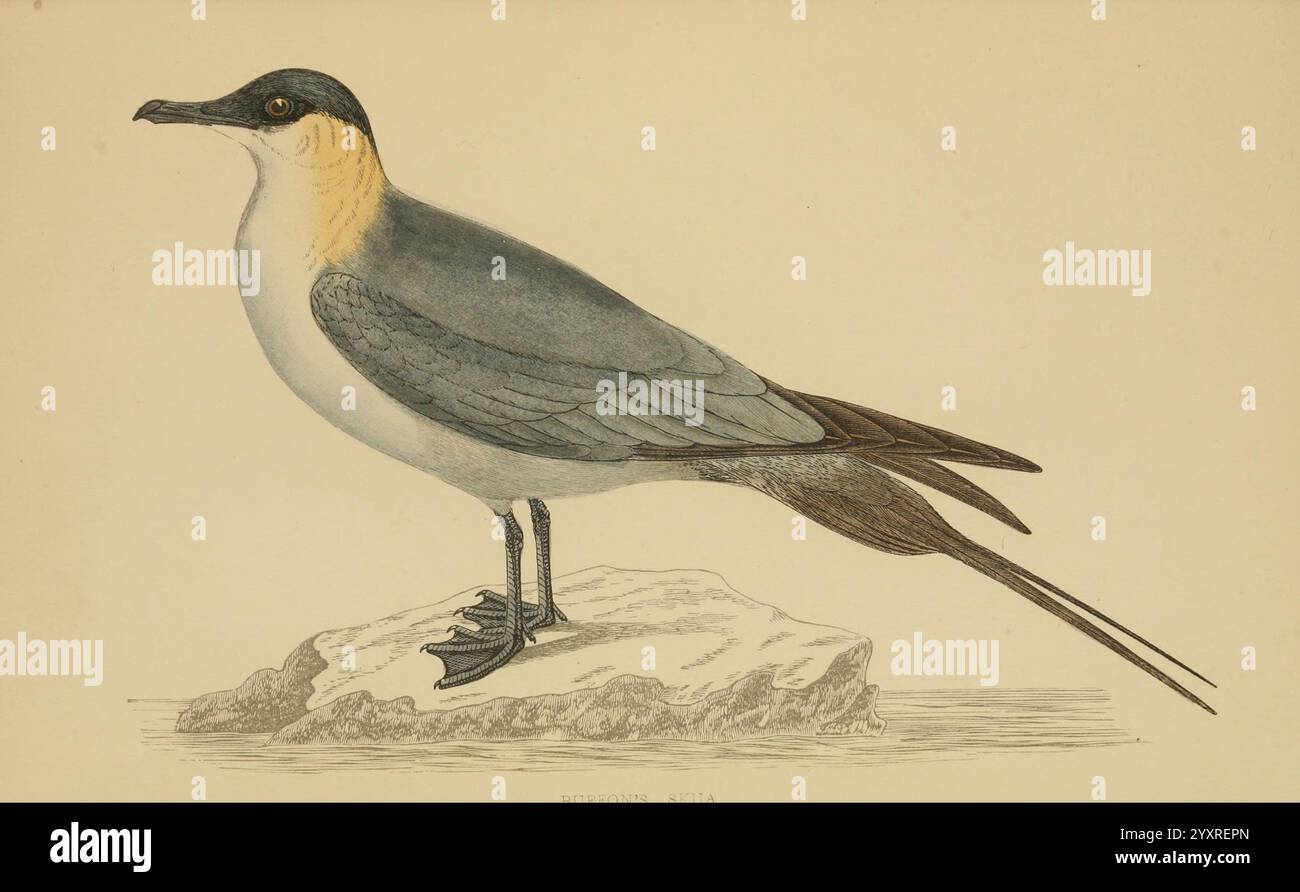 Birds distinctive facial features hi-res stock photography and images ...