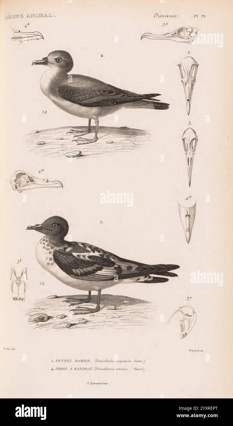 Detailed illustration of two seabirds hi-res stock photography and ...