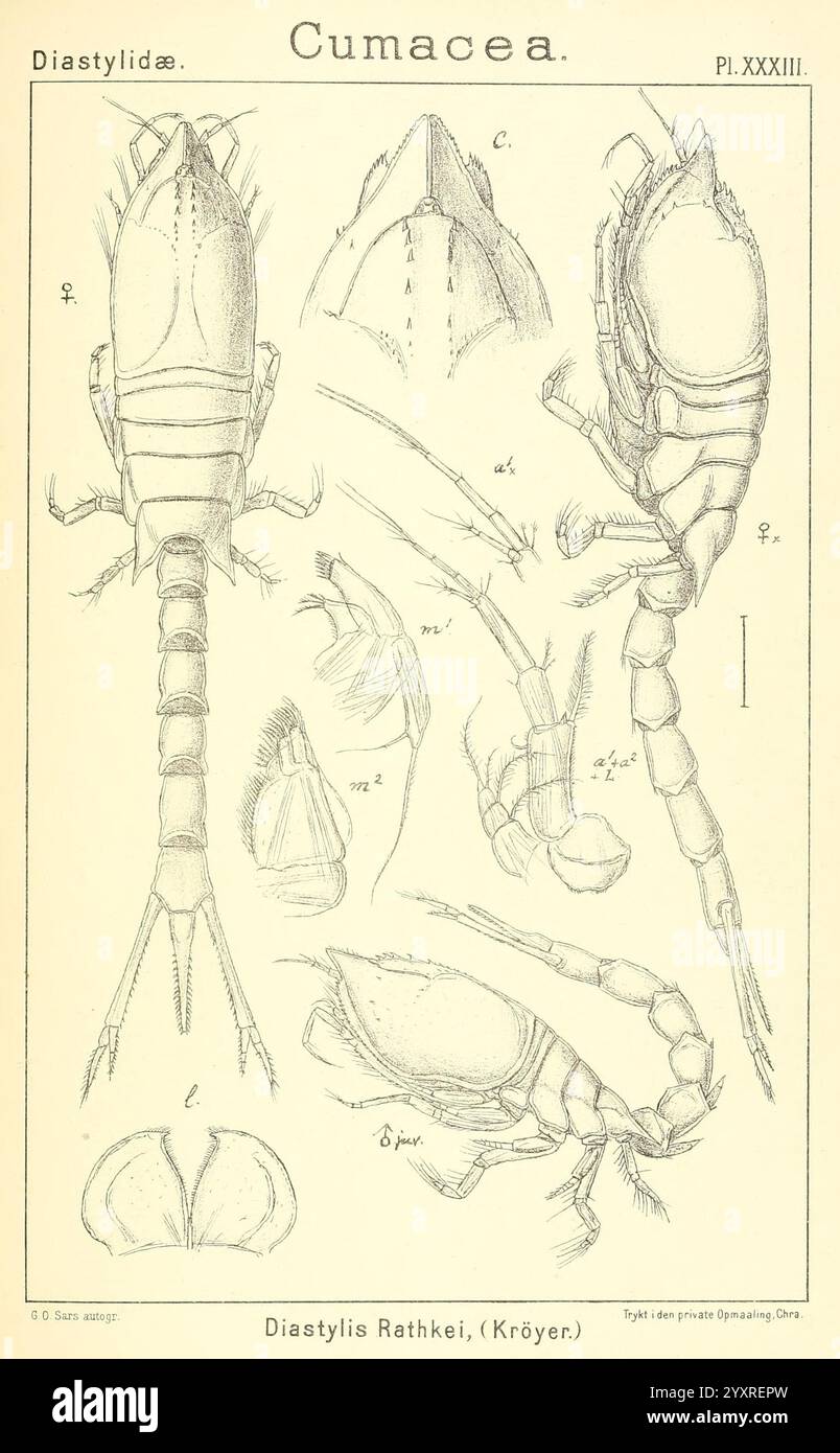 An account of the Crustacea of Norway Christiania, A. Cammermeyer, 1895 ...