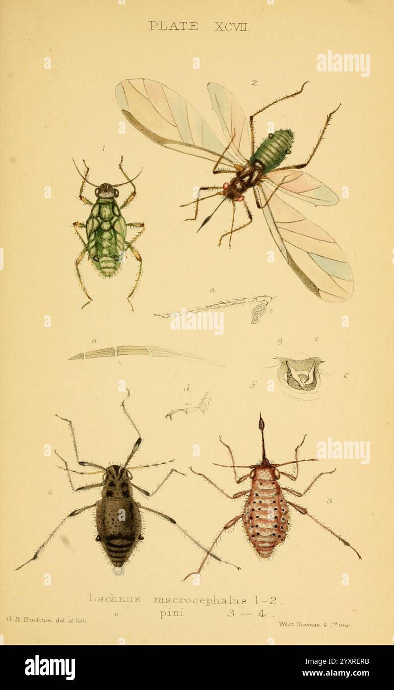 British aphids great britain hemiptera insects hi-res stock photography ...