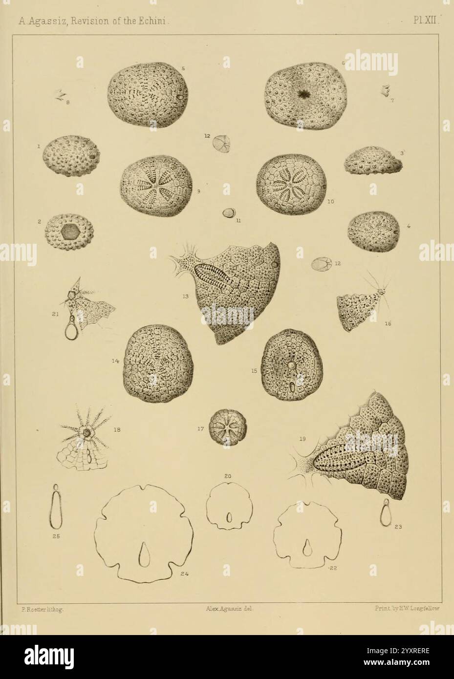 Revision of the Echini, Cambridge, Mass, University Press, 1872-1874 ...