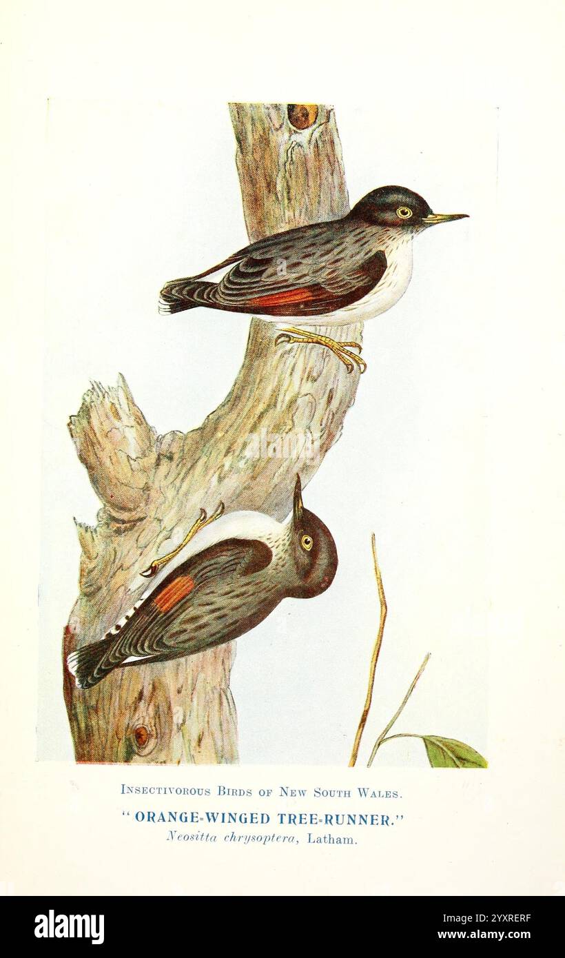 Orange winged tree runner hi-res stock photography and images - Alamy