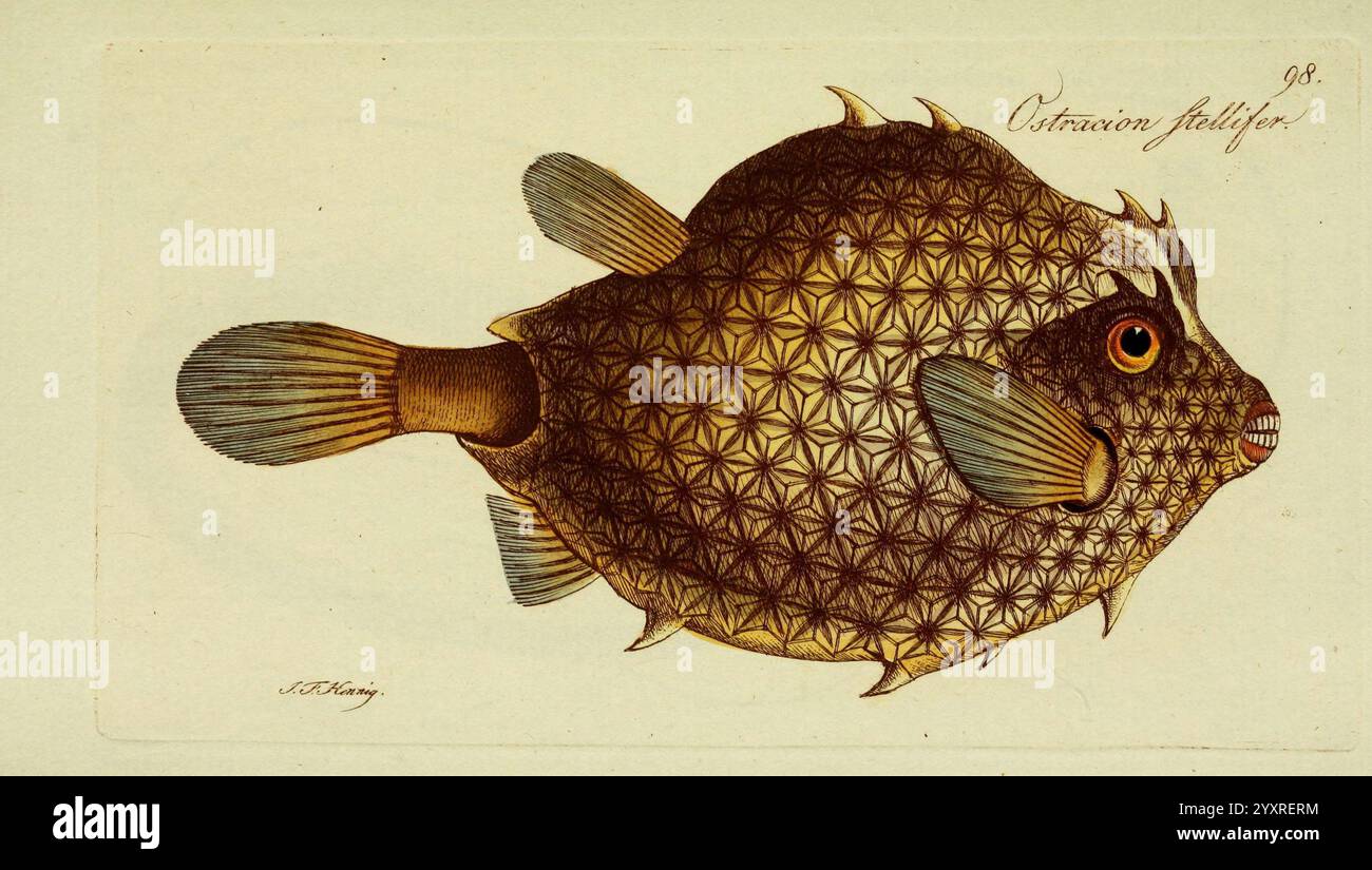 Boxy appearance hi-res stock photography and images - Alamy