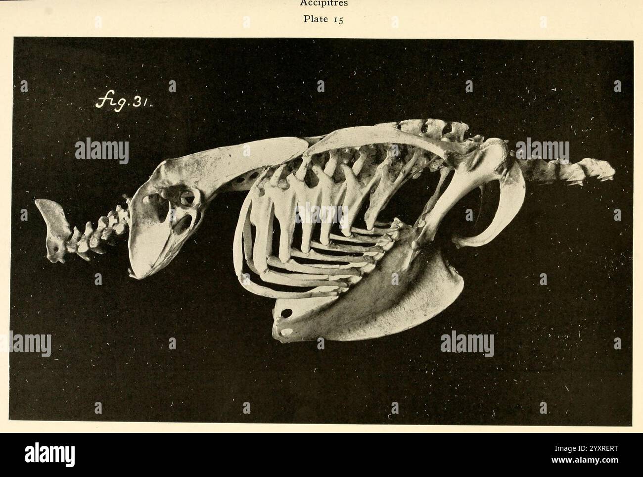 Osteology of birds, 1909, anatomy, birds, bones, osteology, accipitres ...