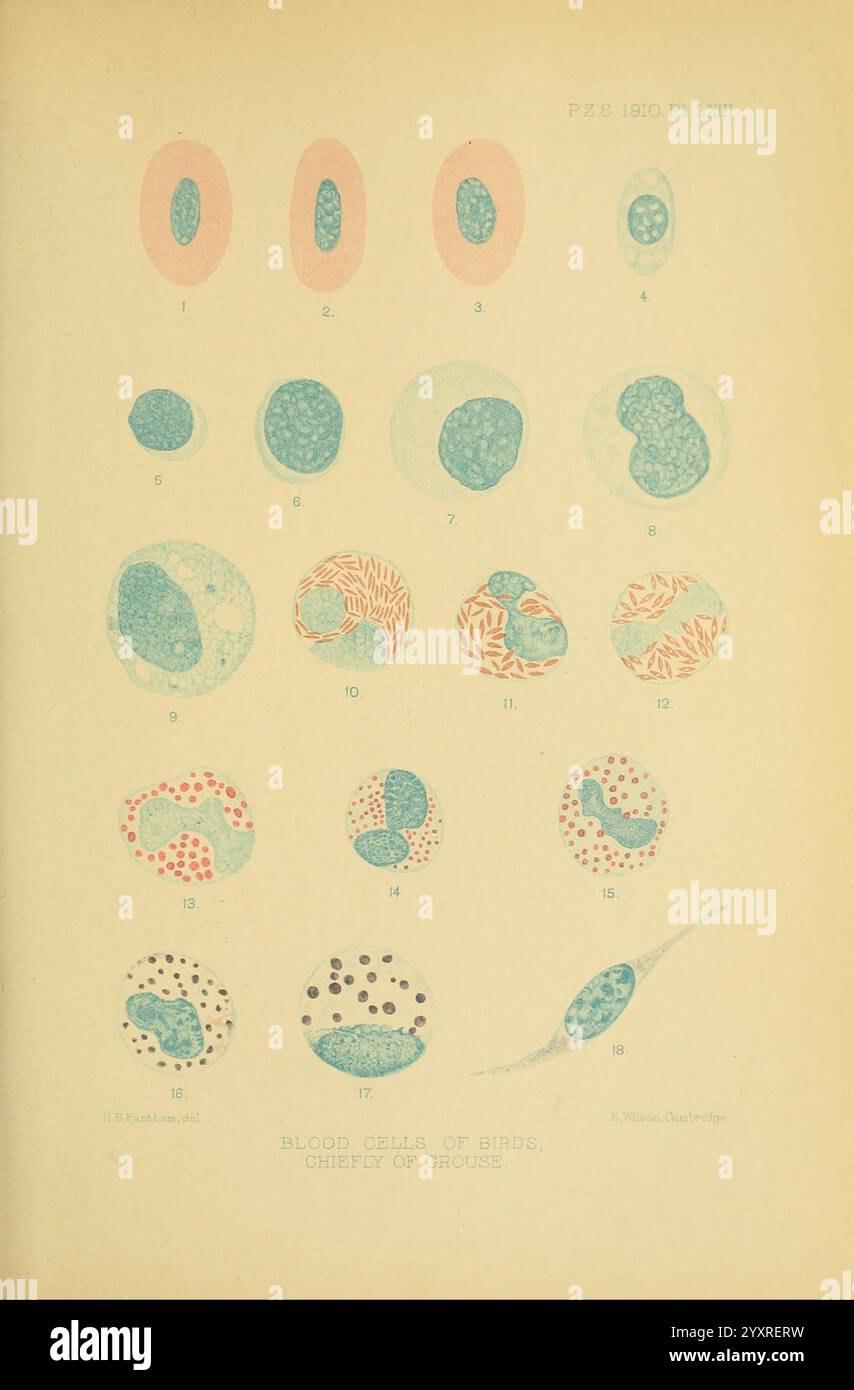 Emphasize specific details hi-res stock photography and images - Alamy