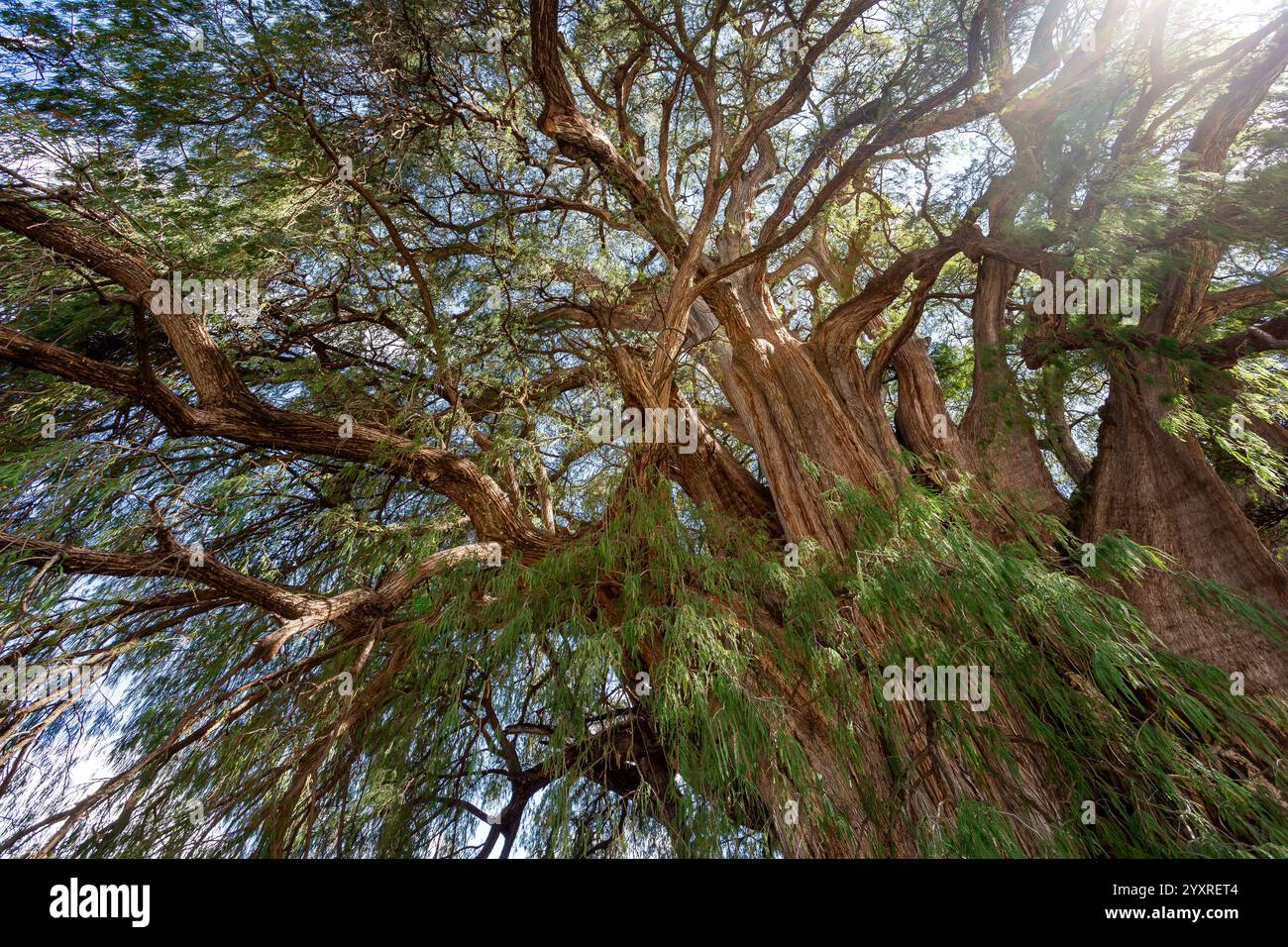 El arbol del tule oaxaca hi-res stock photography and images - Alamy