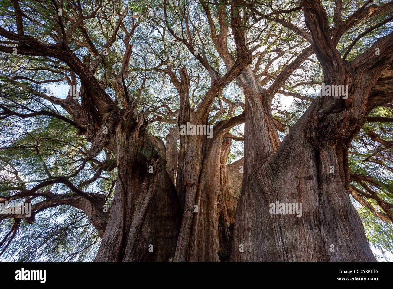 Tule tree, or árbol del tule, at Santa María del Tule, Oaxaca, Mexico Stock Photo - Alamy