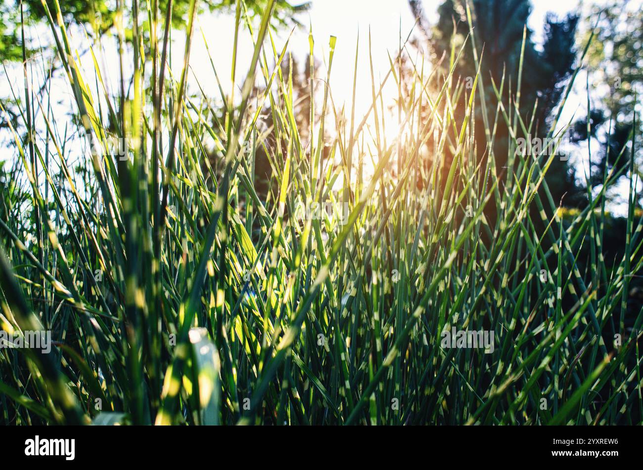 Green long natural grass under sunlight. Sun rays breaking through ...