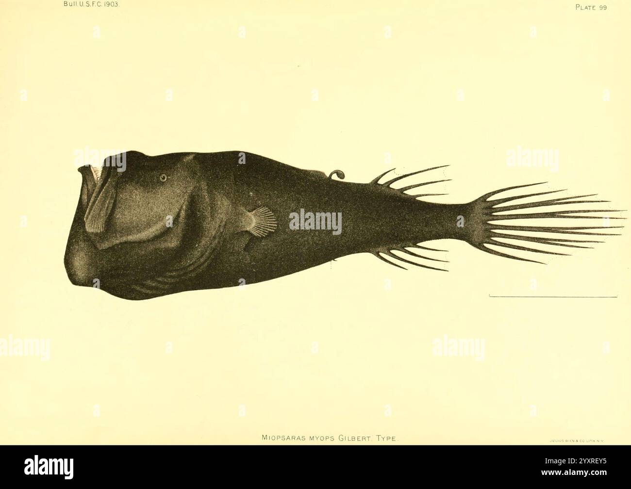 Chloeles hi-res stock photography and images - Alamy