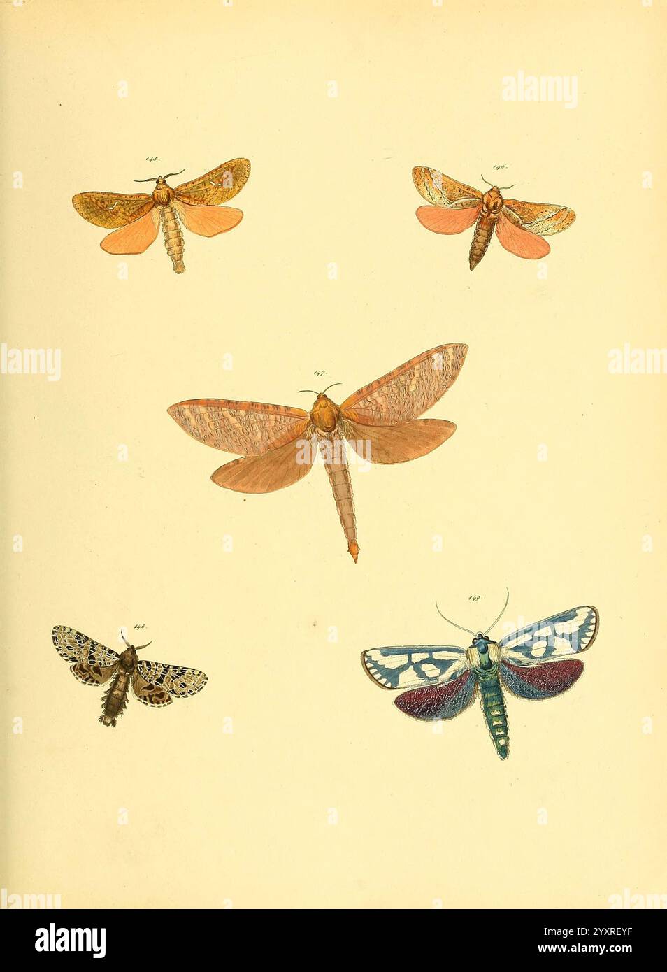 Larger moth features hi-res stock photography and images - Alamy