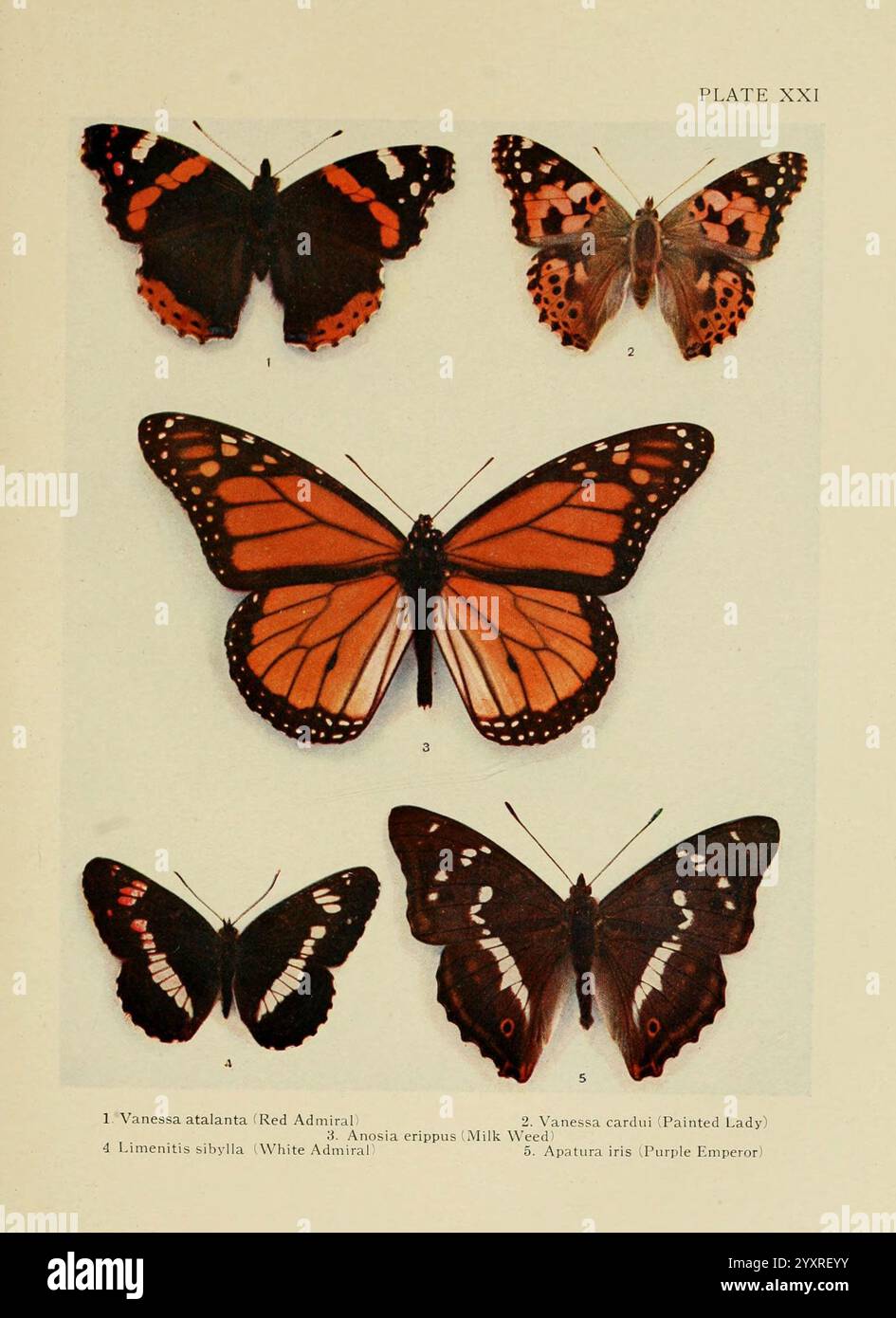 Insect, life, London, A. & C. Black, ltd, 1921, arthropoda, entomology ...