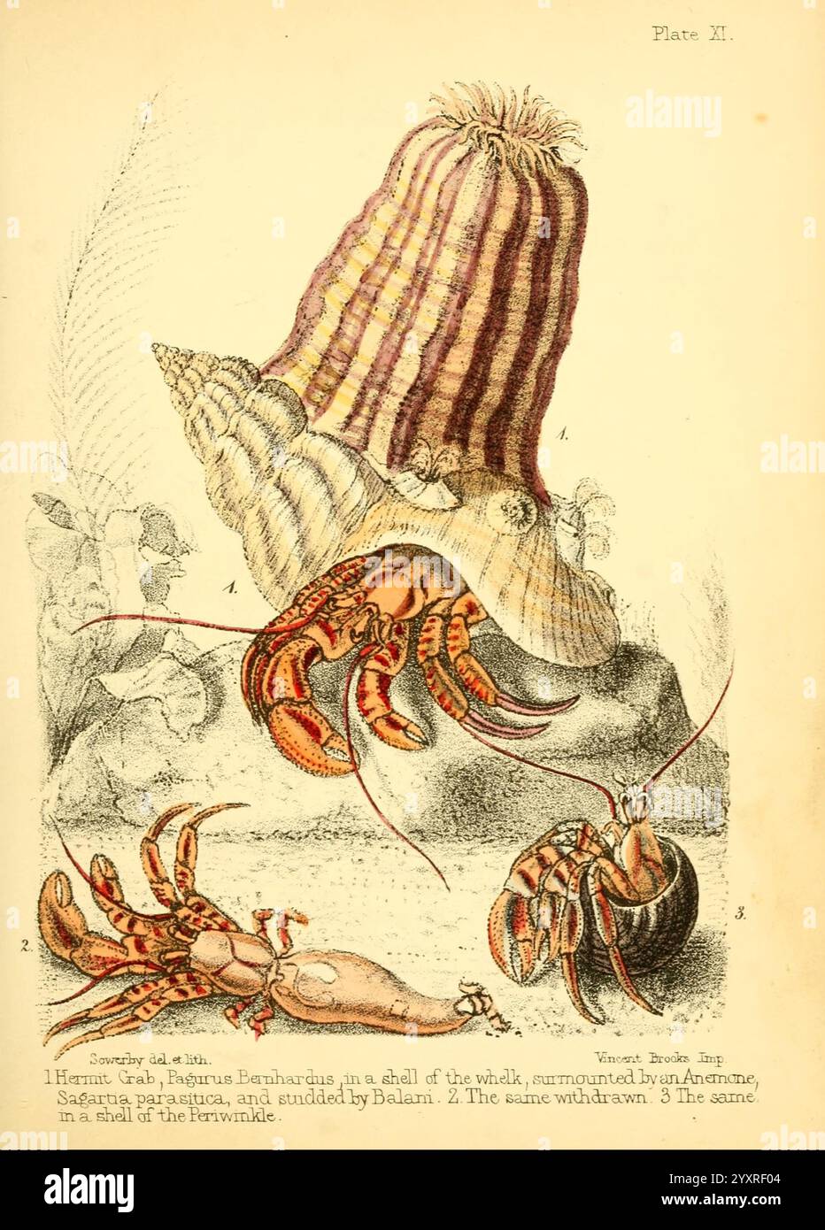 Hermit crab inhabiting hi-res stock photography and images - Alamy