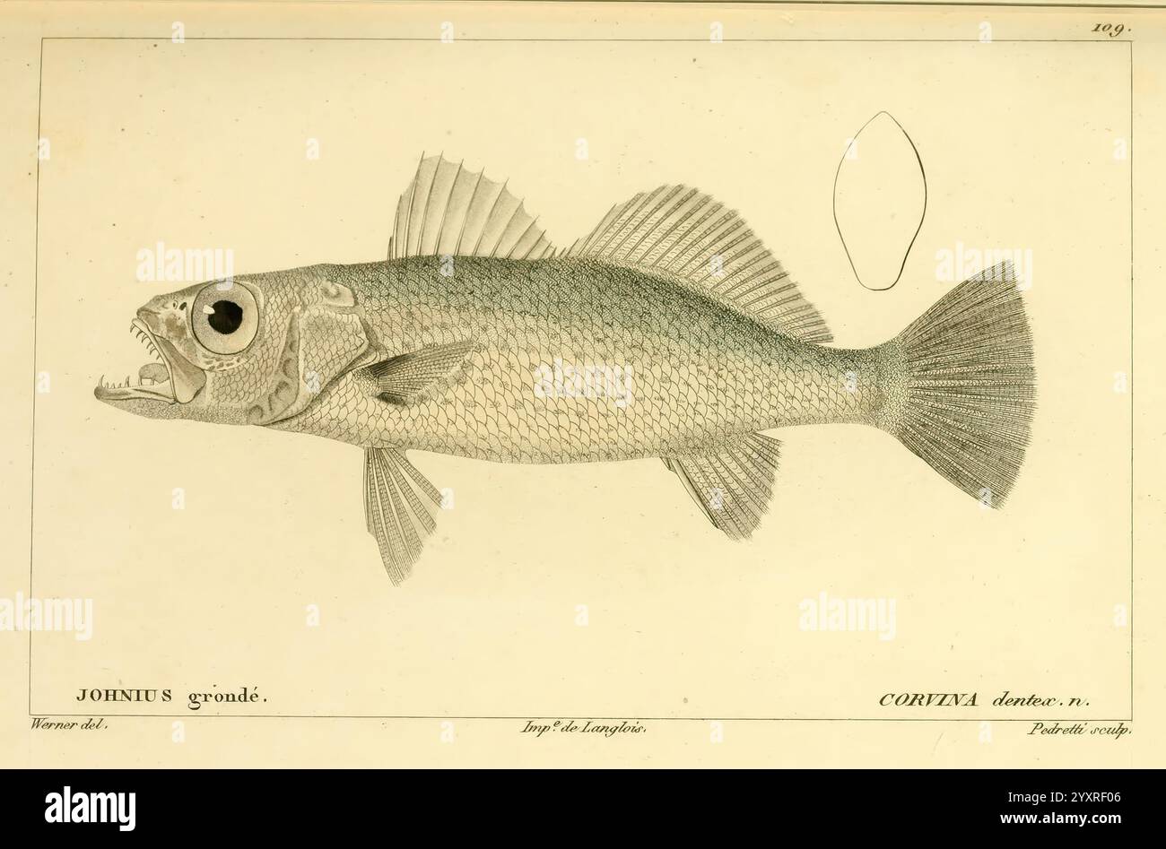 Histoire naturelle des poissons, Paris, Chez F. G. Levrault, 1828-1849 ...