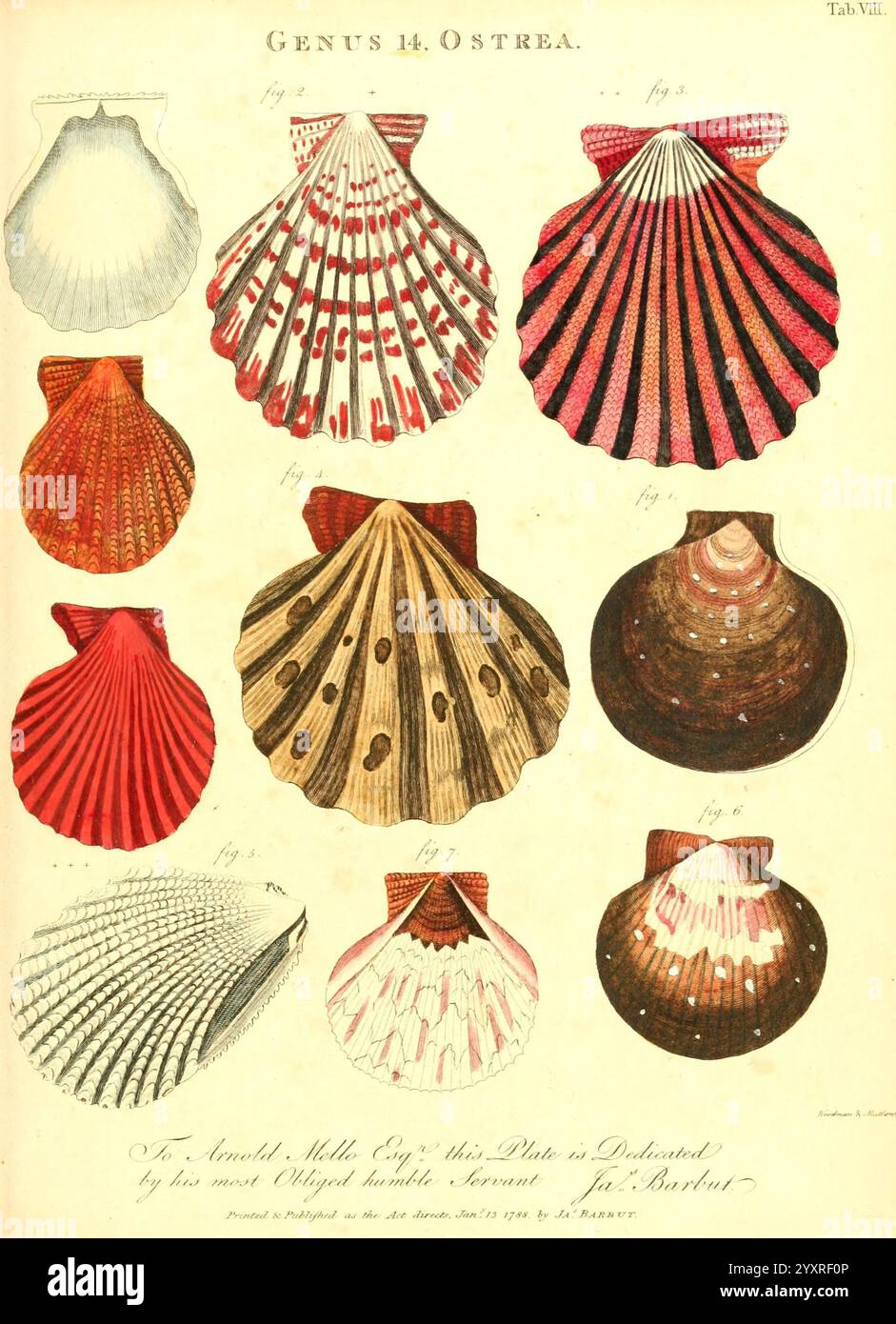 Ostreapallium hi-res stock photography and images - Alamy