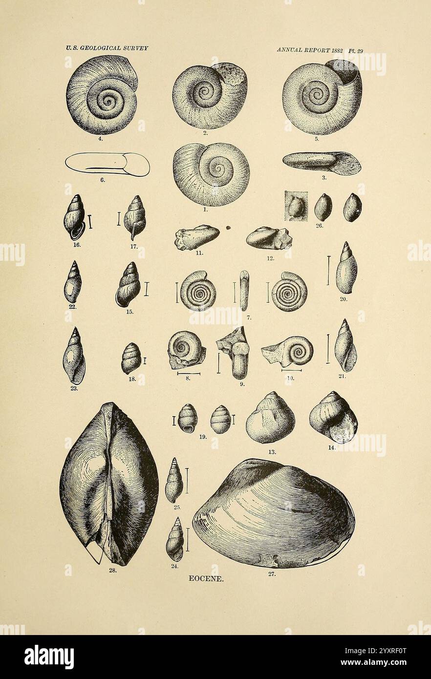 A review of the non-marine fossil Mollusca of North America, Washington ...