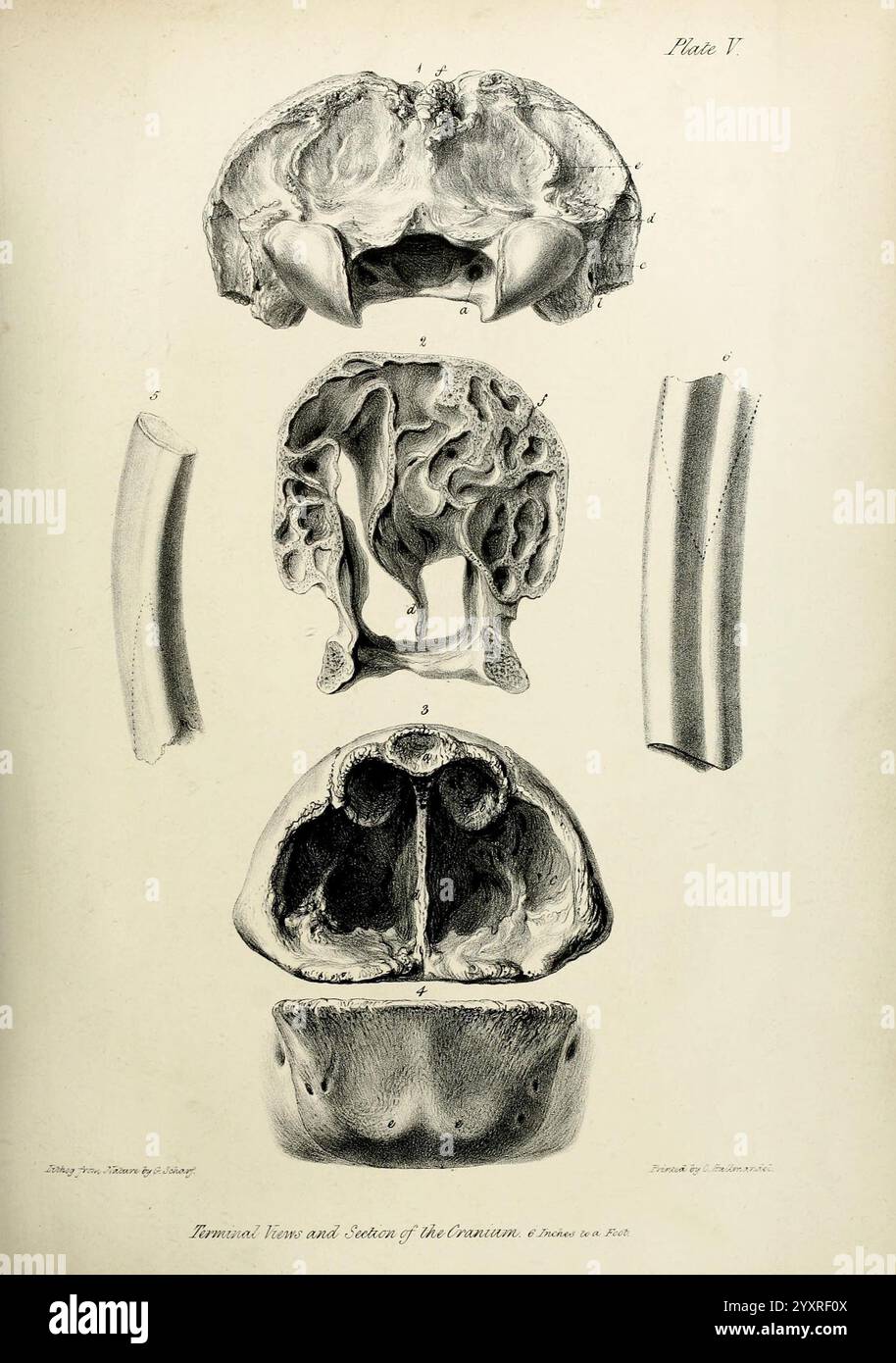 Description of the skeleton of an extinct gigantic Sloth, Mylodon ...