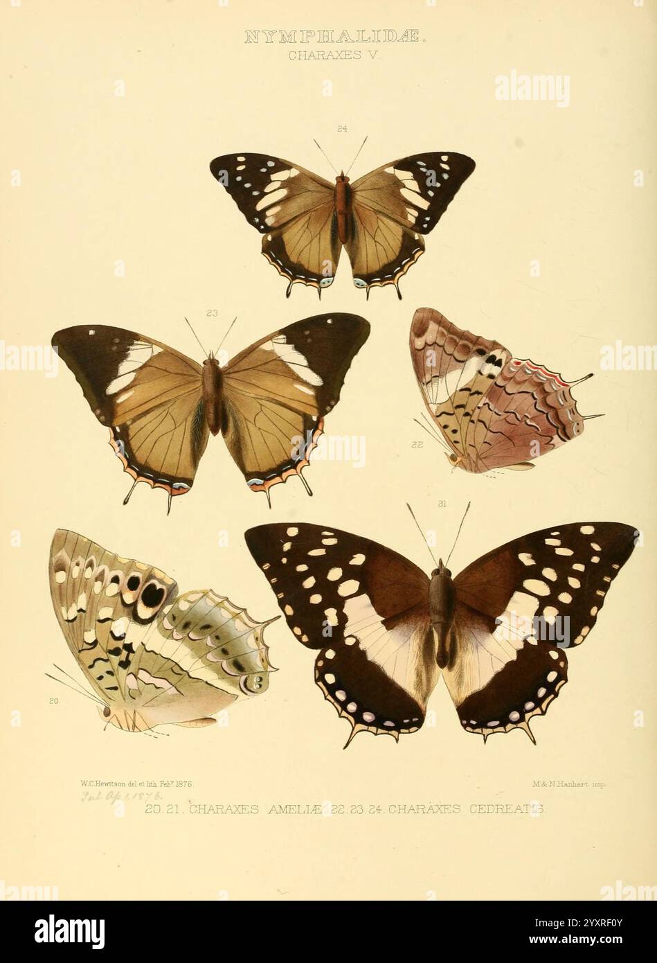 Nymphalidae