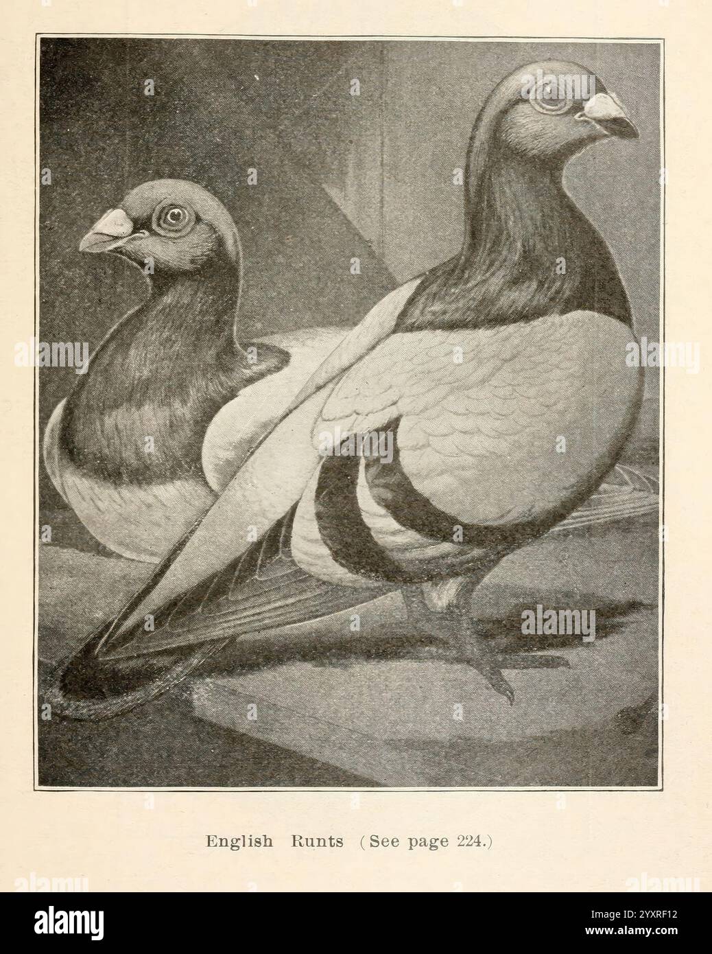 Own unique markings hi-res stock photography and images - Alamy