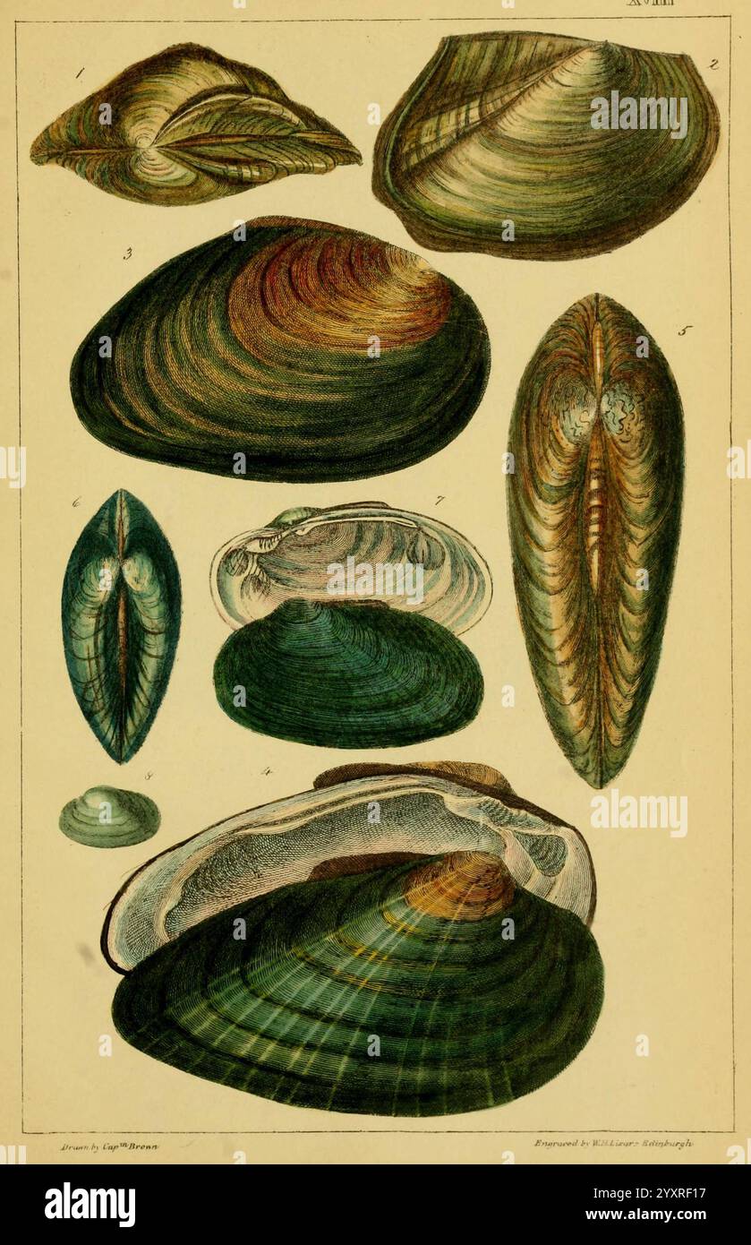 Illustrations, of, the, land, and, fresh, water, conchology, of, Great ...