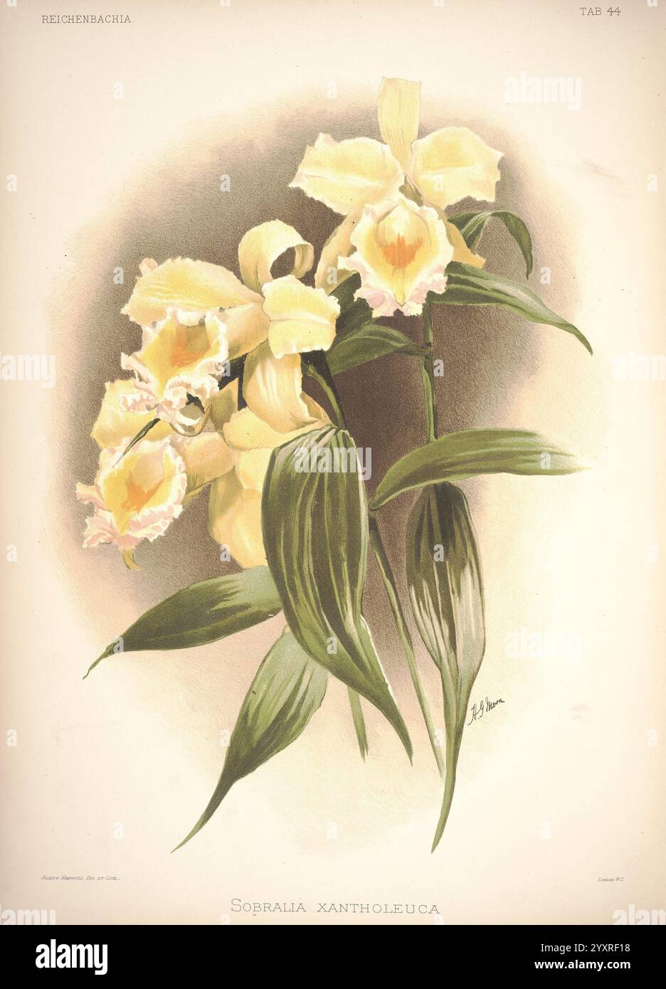 Reichenbachia, St. Albans, London, New York, F. Sander & Co, Orchid ...