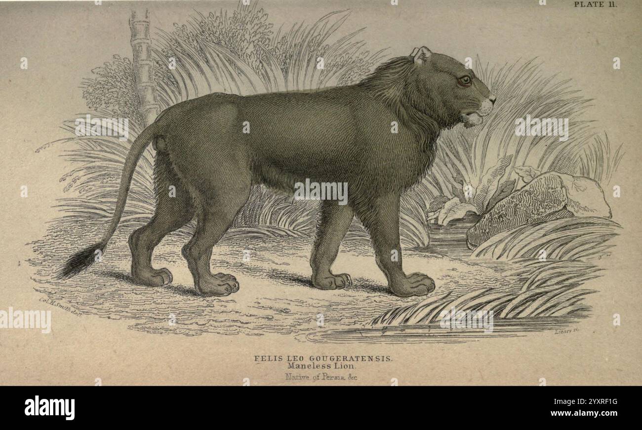 Lions strong legs hi-res stock photography and images - Alamy