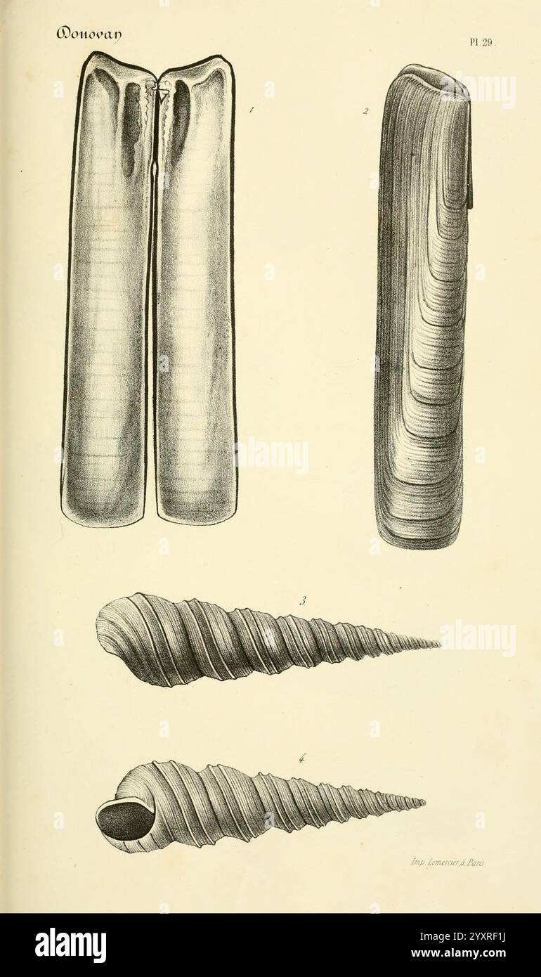 Top section features two shells hi-res stock photography and images - Alamy