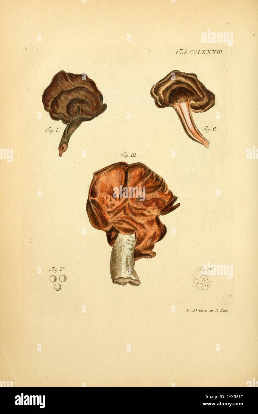 Showcasing three distinct fungi types labeled hi-res stock photography ...