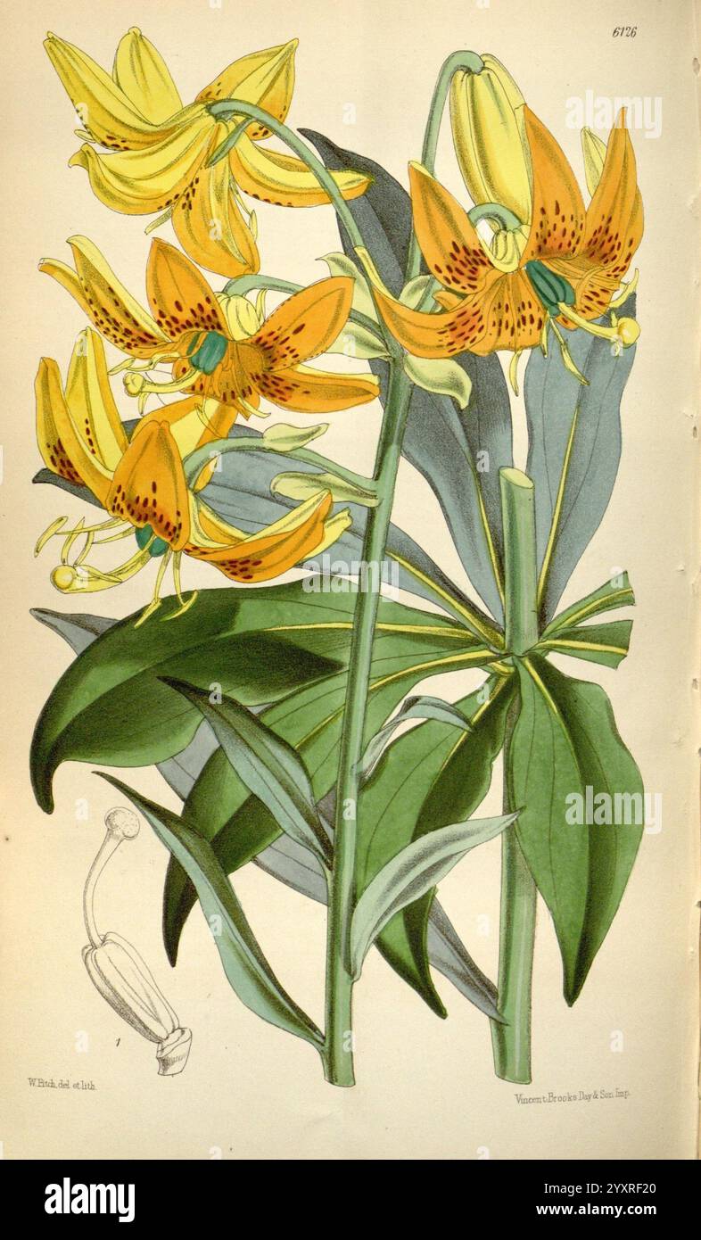 Curtis's Botanical Magazine, London, New York, botanical illustration ...