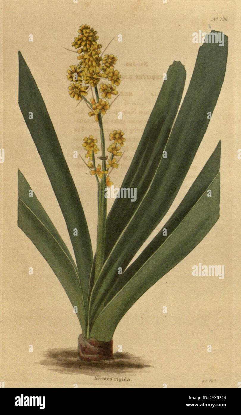 Xerophyllum virginicum hi-res stock photography and images - Alamy