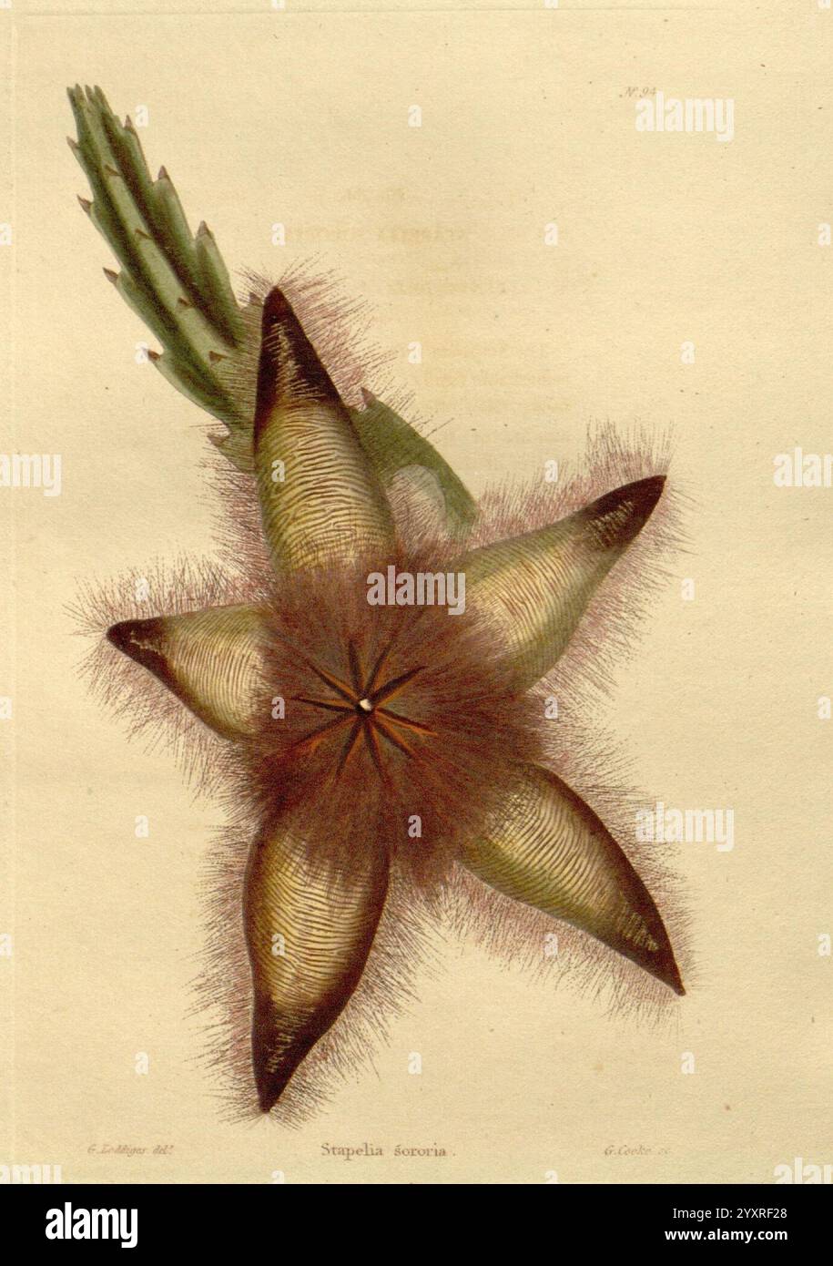 Dark lines radiating hi-res stock photography and images - Alamy