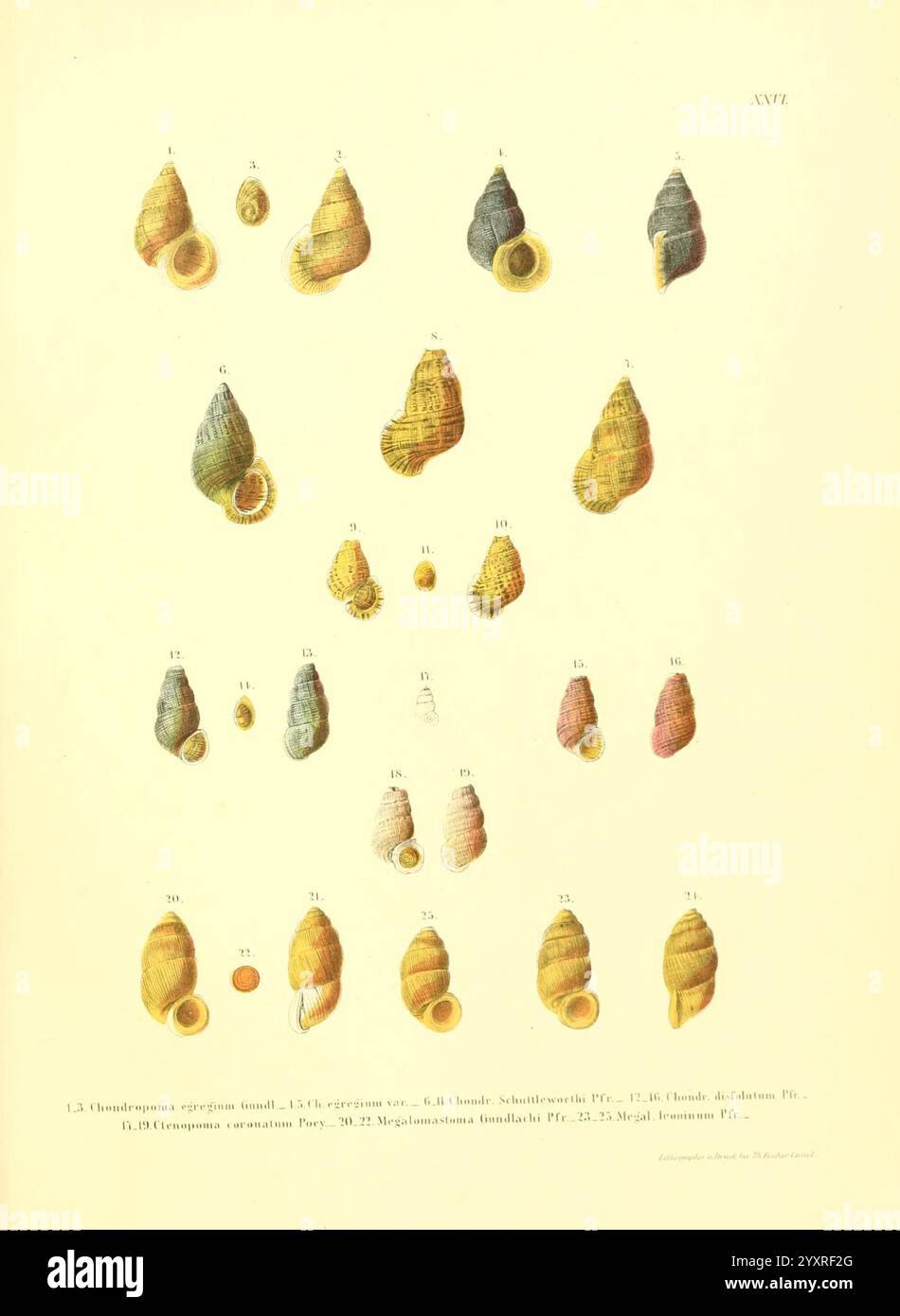 Researchers in malacology hi-res stock photography and images - Alamy
