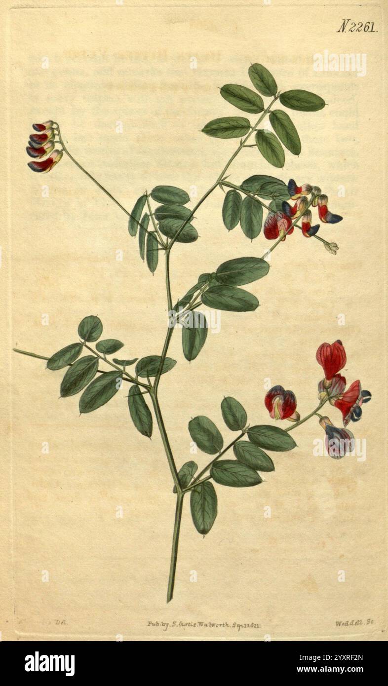 Orbus niger hi-res stock photography and images - Alamy