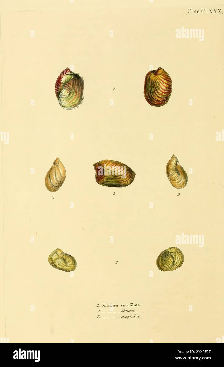 Numbered classifications hi-res stock photography and images - Alamy