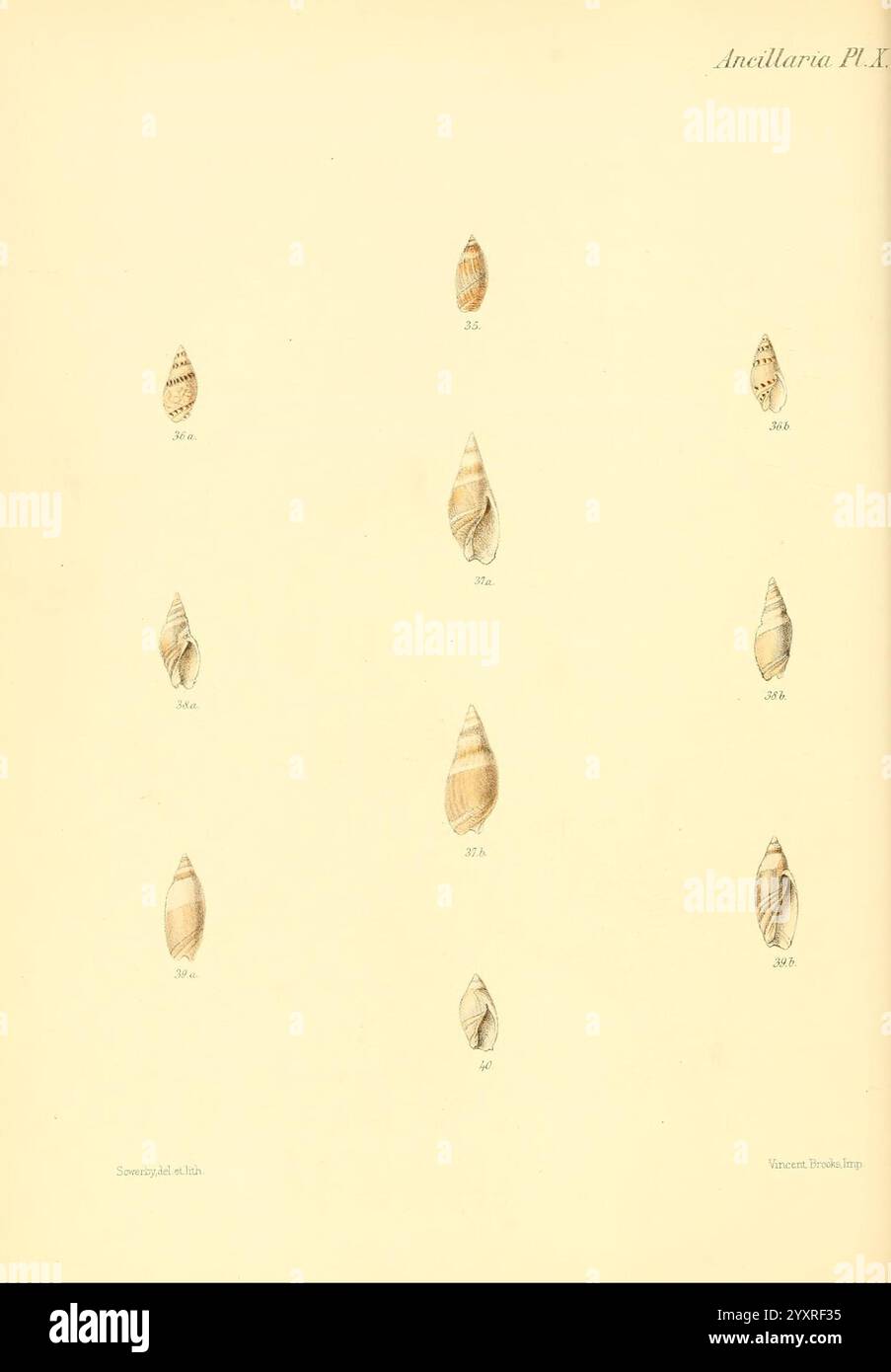 Conchologia iconica, or Illustrations of the shells of molluscous ...