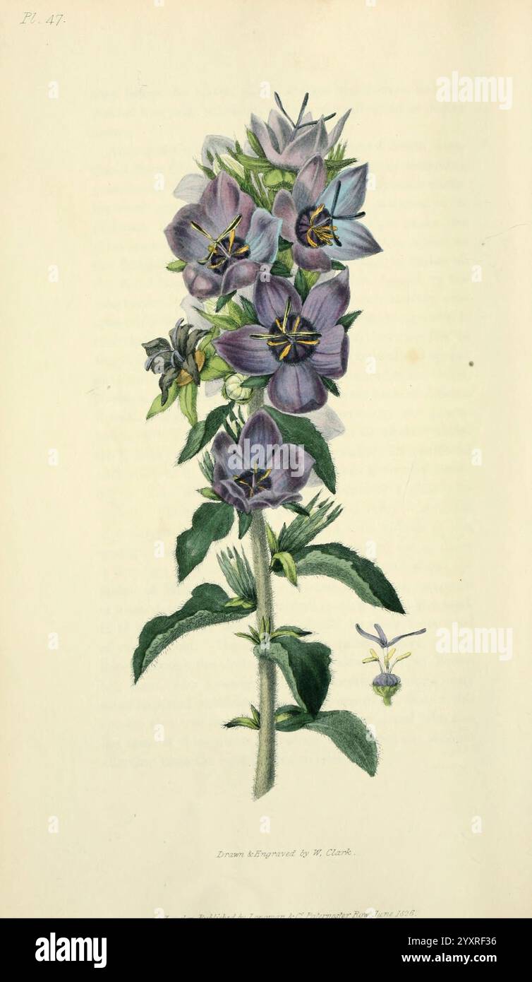 Flora Conspicua, London, Longman, Rees, Orme, Brown, and Green, 1826 ...